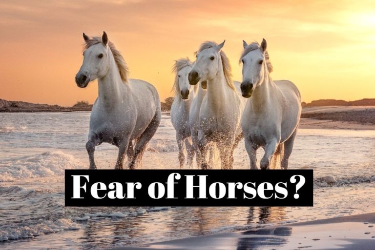 How to overcome the fear of horses