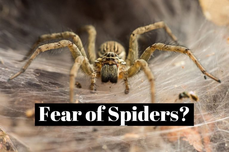 How to overcome the fear of spiders