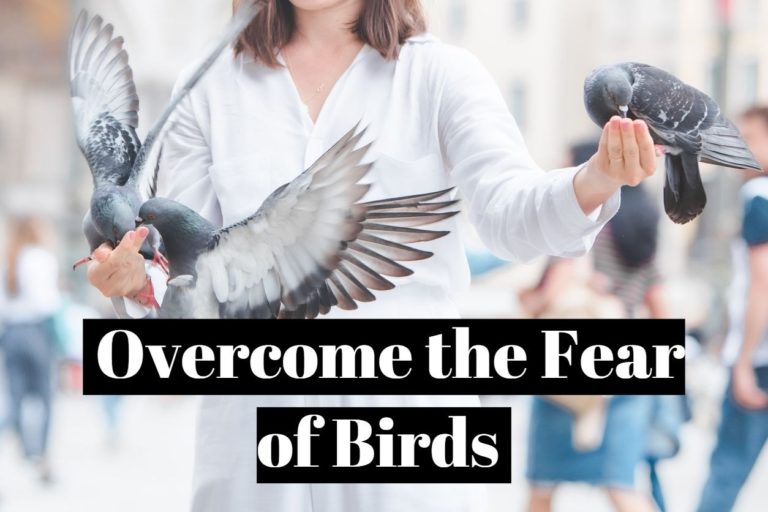 How to overcome the fear of birds (ornithophobia)